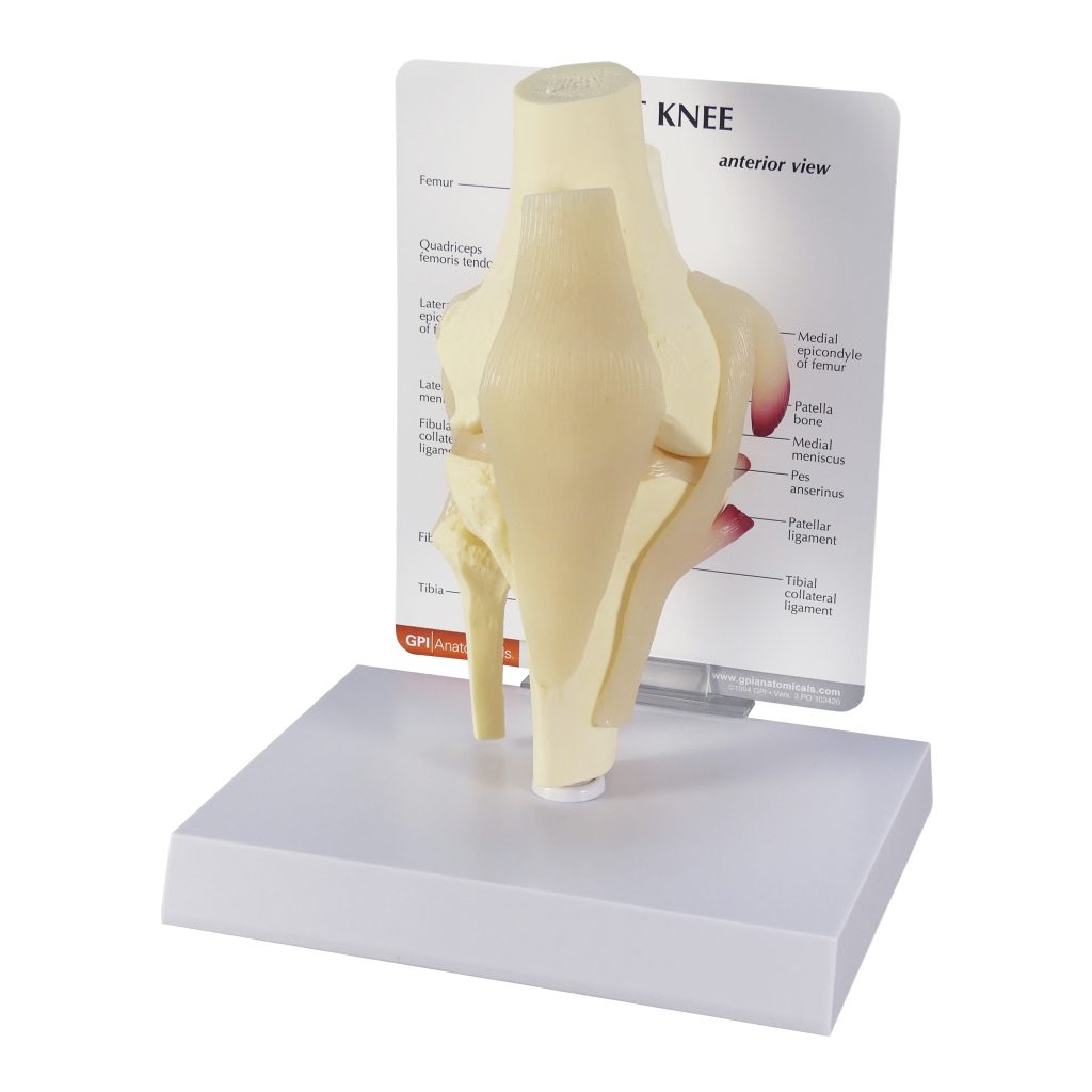 Joint Models & Bone Models