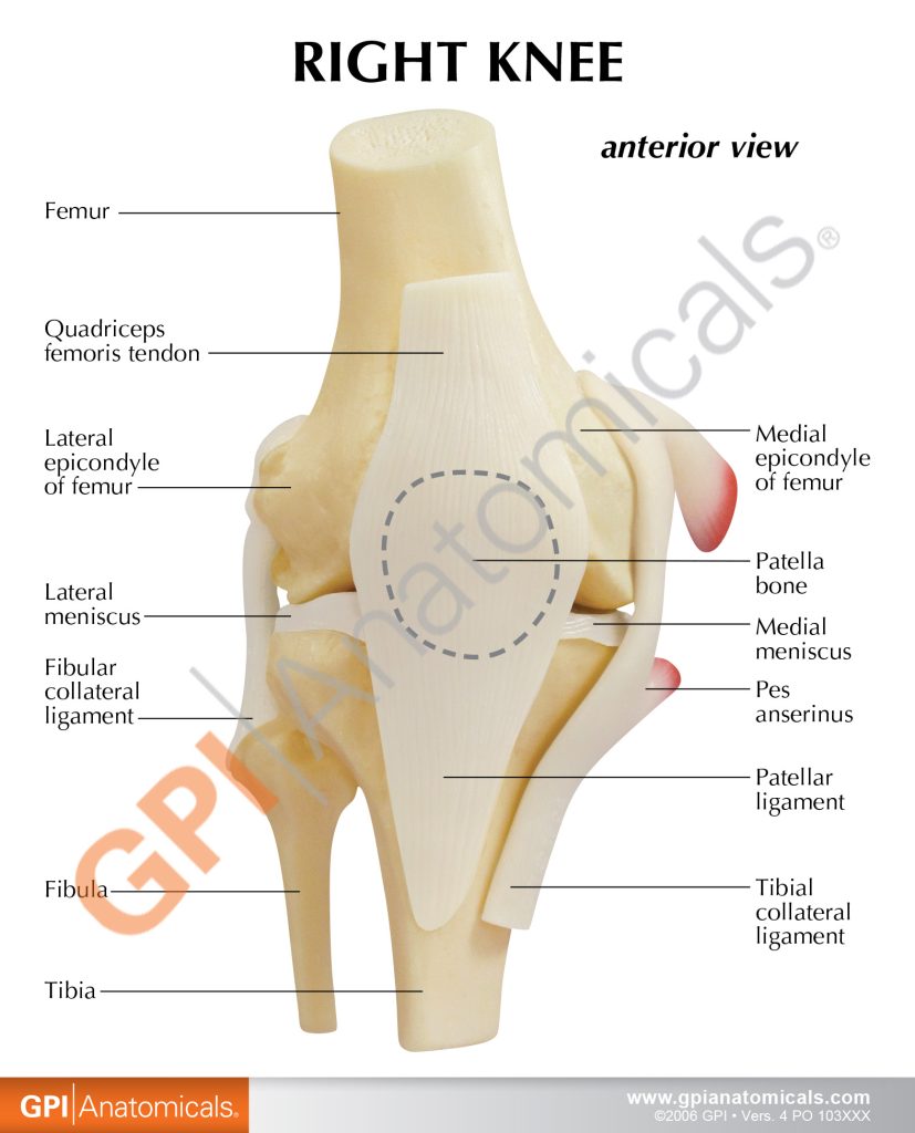 Knee Model