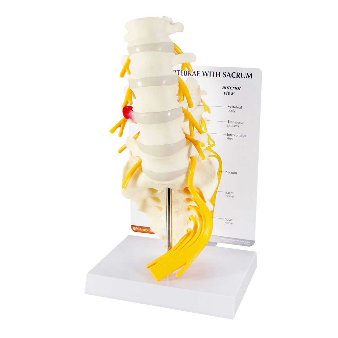 Vertebrae with Sacrum Model