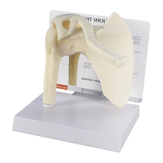 Joint Models & Bone Models