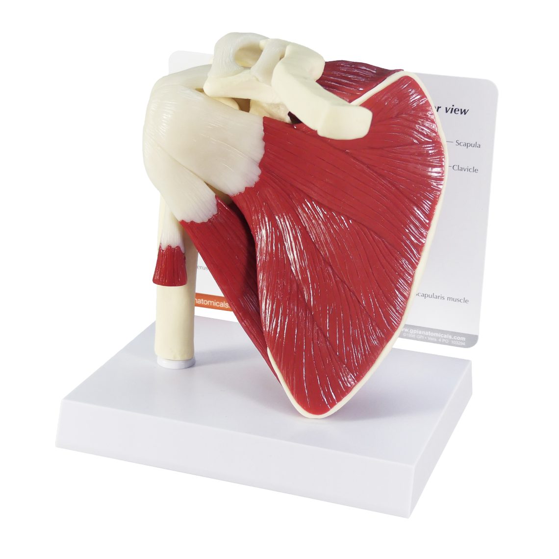 Muscled Right Shoulder Model