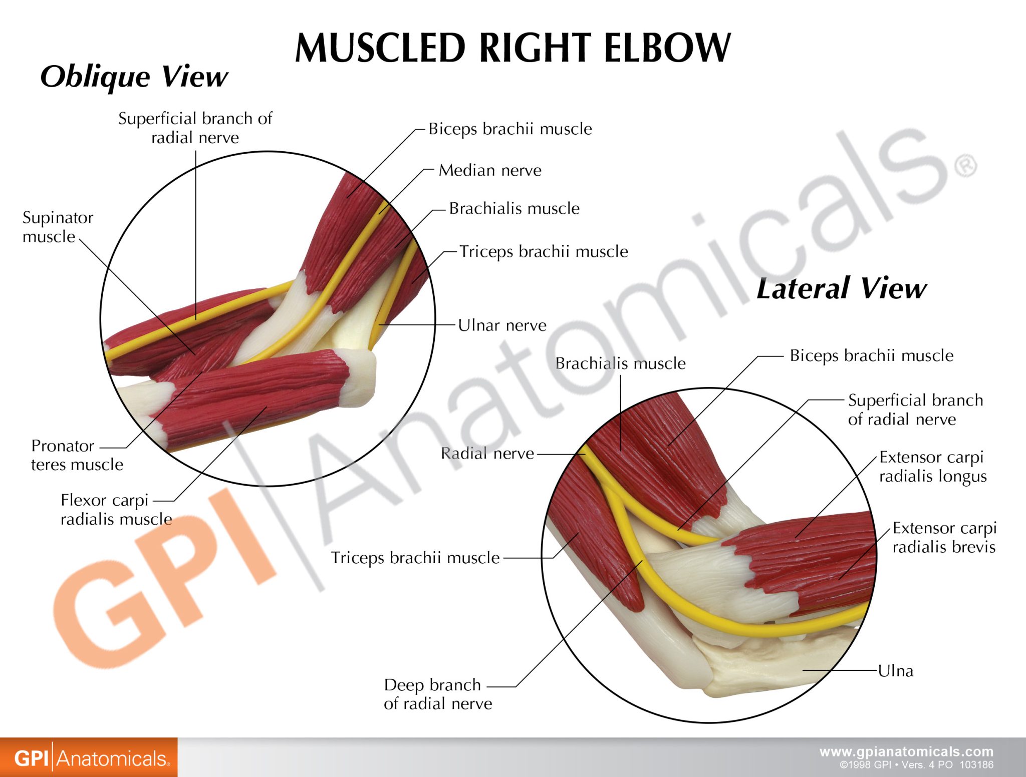 Muscled Right Elbow Model