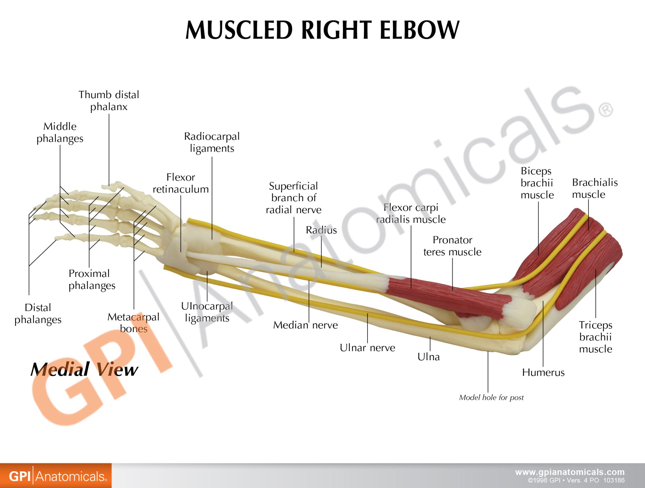 Muscled Right Elbow Model