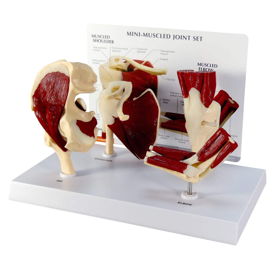 Joint Models & Bone Models