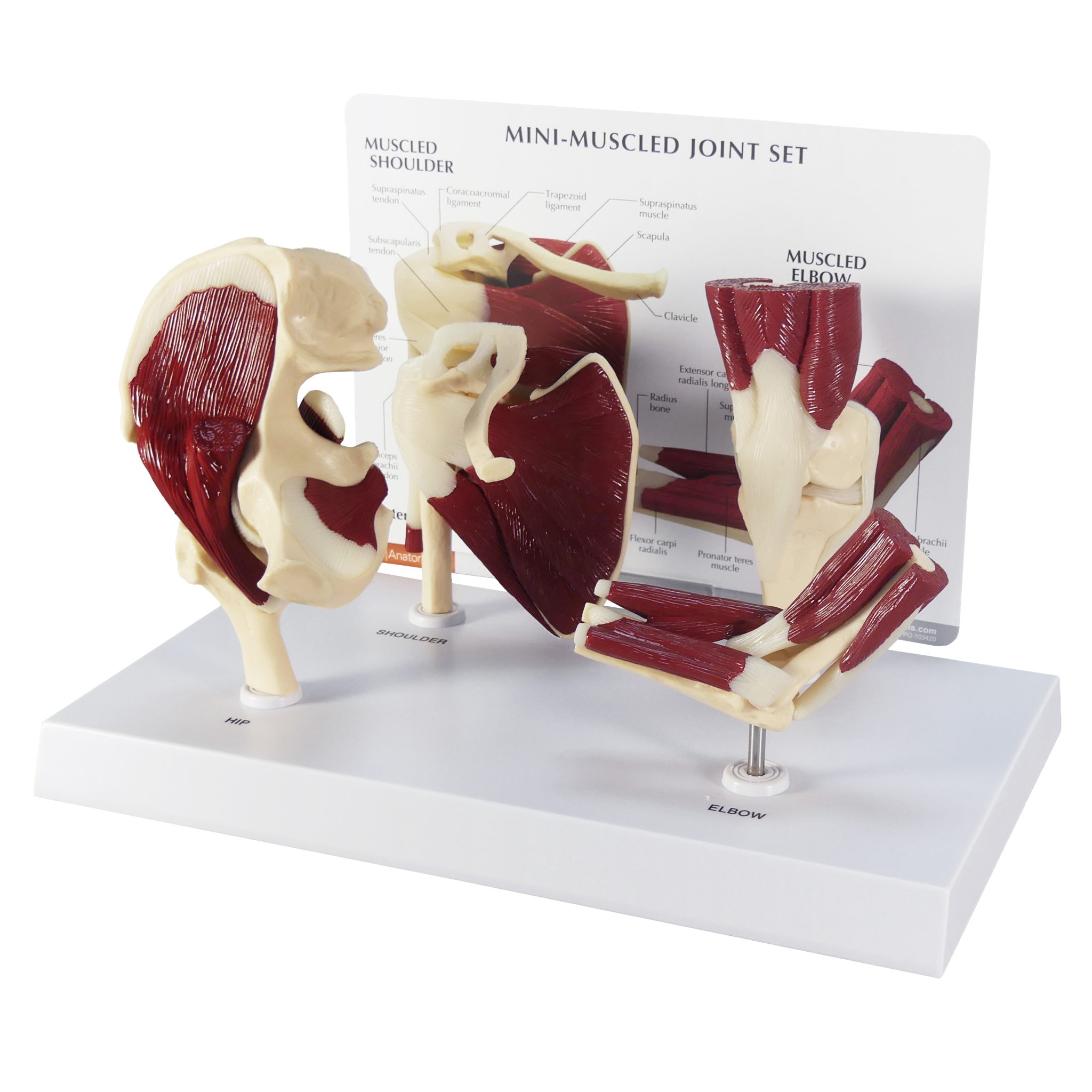 Joint Models & Bone Models