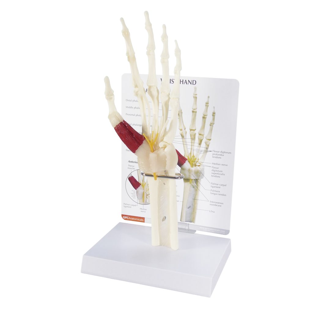 Joint Models & Bone Models