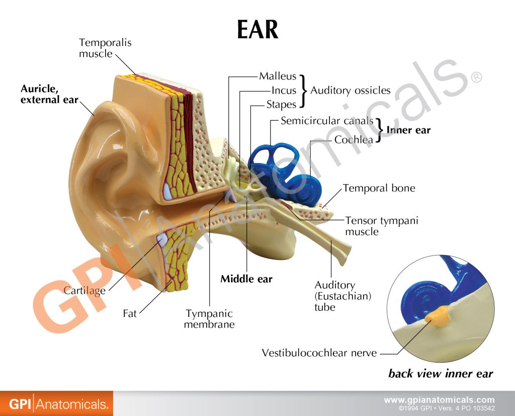 Ear - Model #2250 - GPI Anatomicals