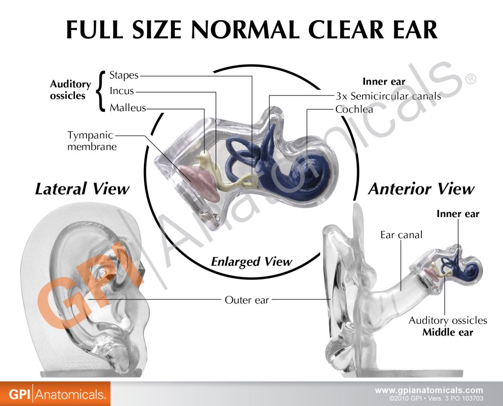 Full Size Normal Clear Ear - Model #2251 - GPI Anatomicals