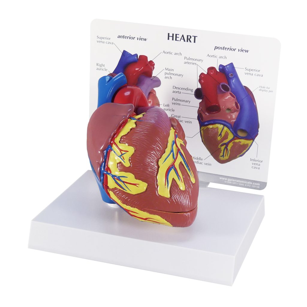 Cardiovascular Models