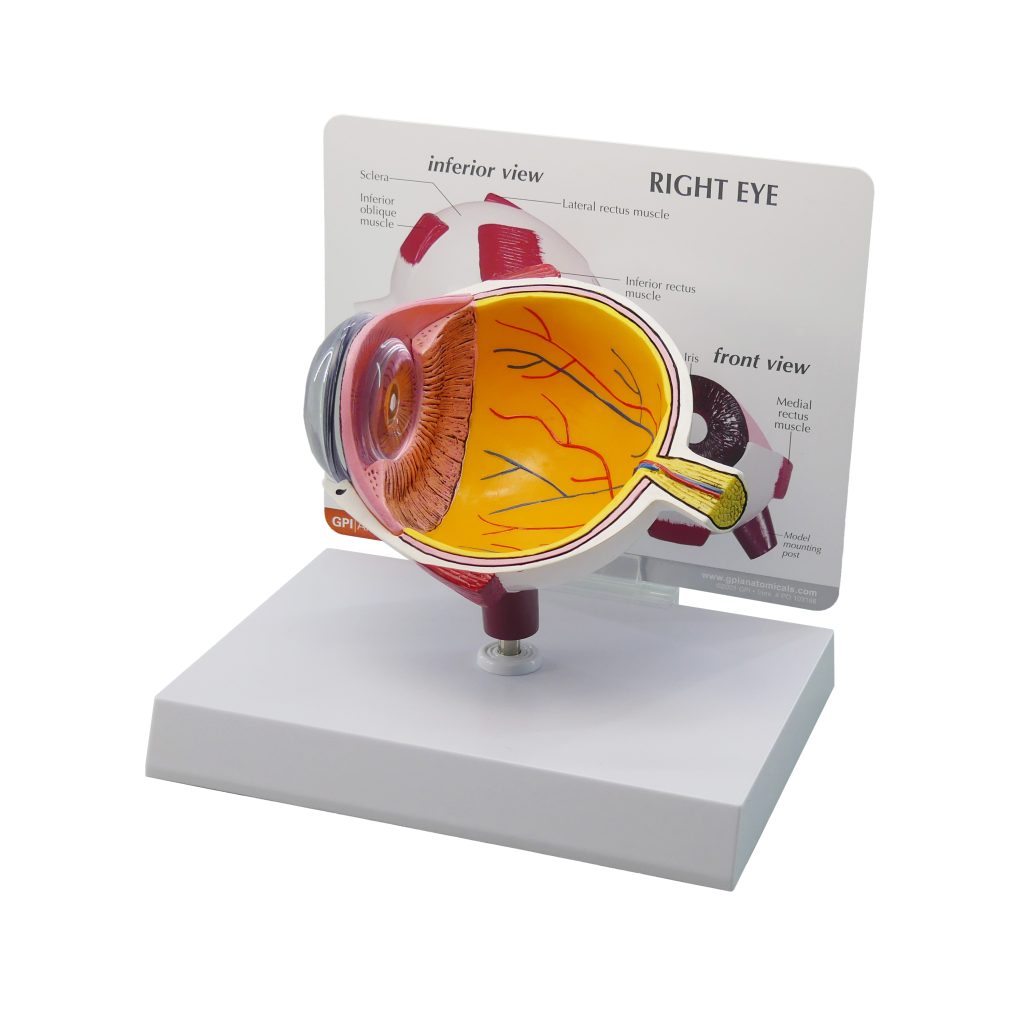 Eye - Model #2750 - GPI Anatomicals