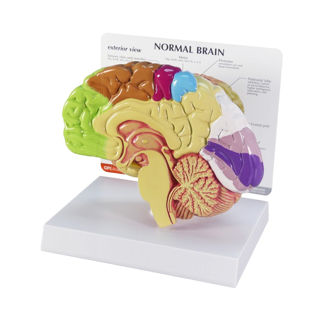 Brain Models