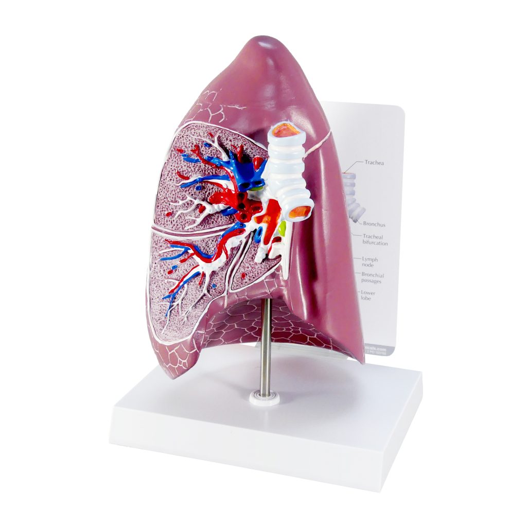 Lung Model