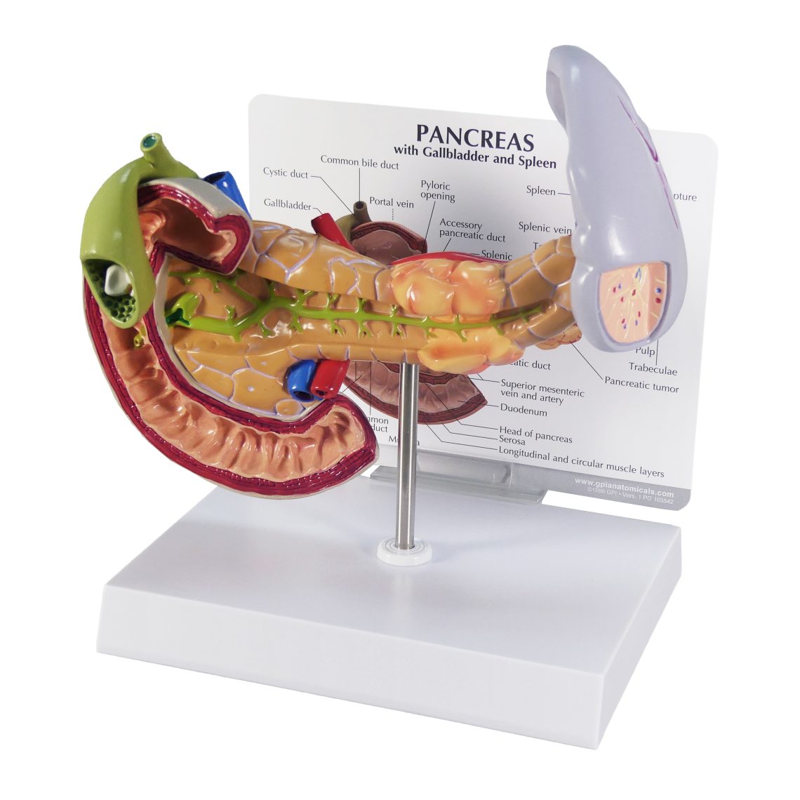 Pancreas - Model #3330 - GPI Anatomicals