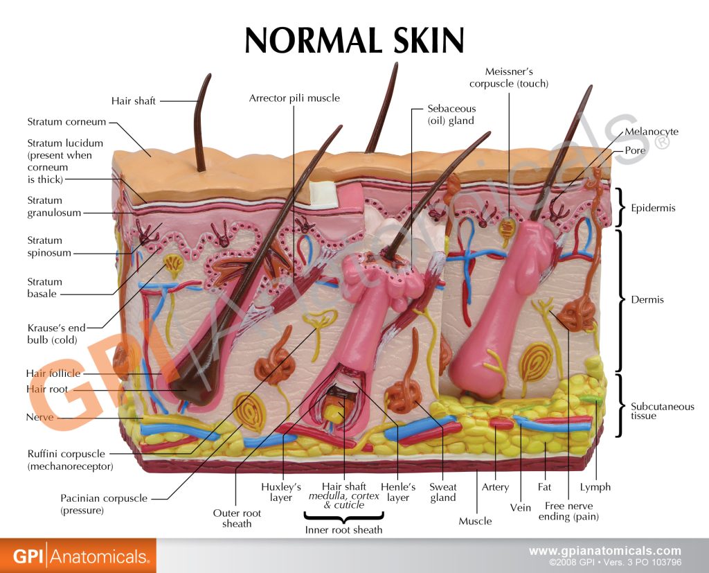 Skin Acne Model