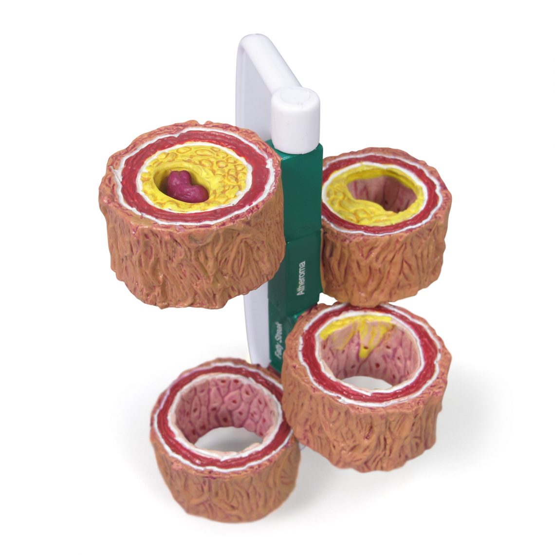 Anatomy Models - GPI Anatomicals