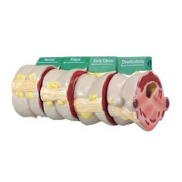 GPI Anatomicals - Stock & Custom Anatomical Models