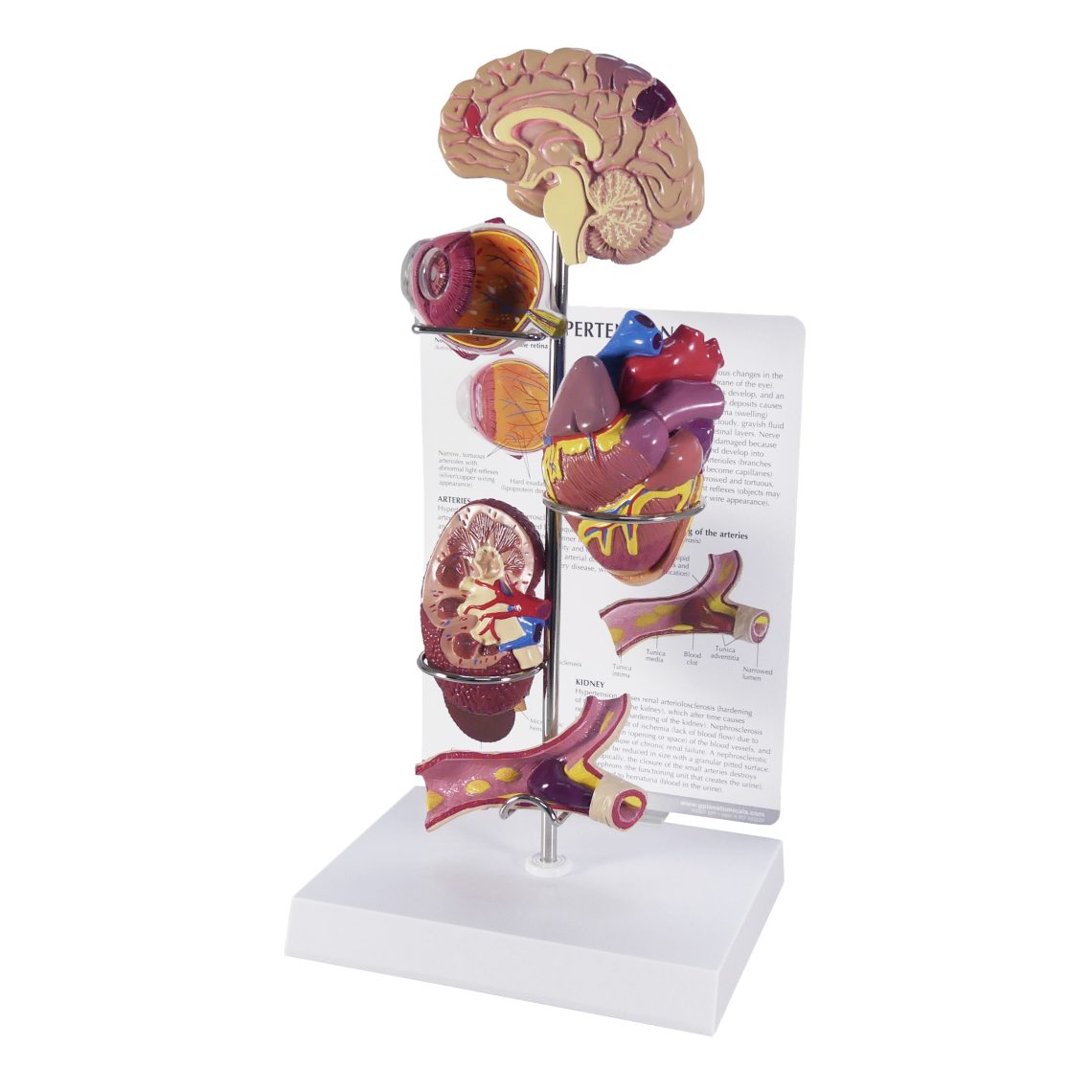 Cardiovascular Models