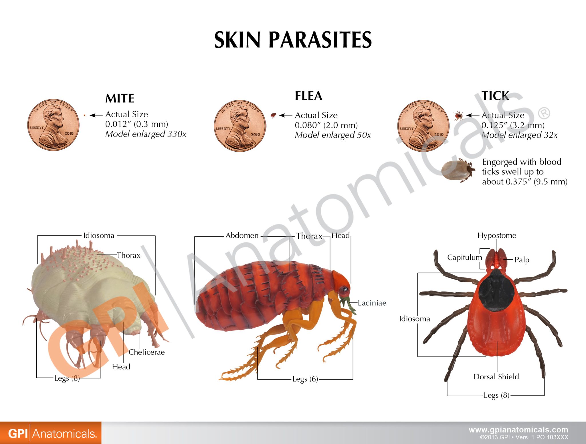Skin Parasites - Model #9095 - GPI Anatomicals