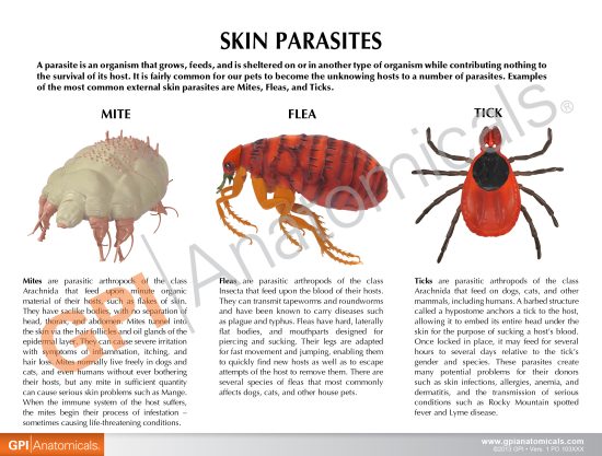 Skin Parasites - Model #9095 - GPI Anatomicals