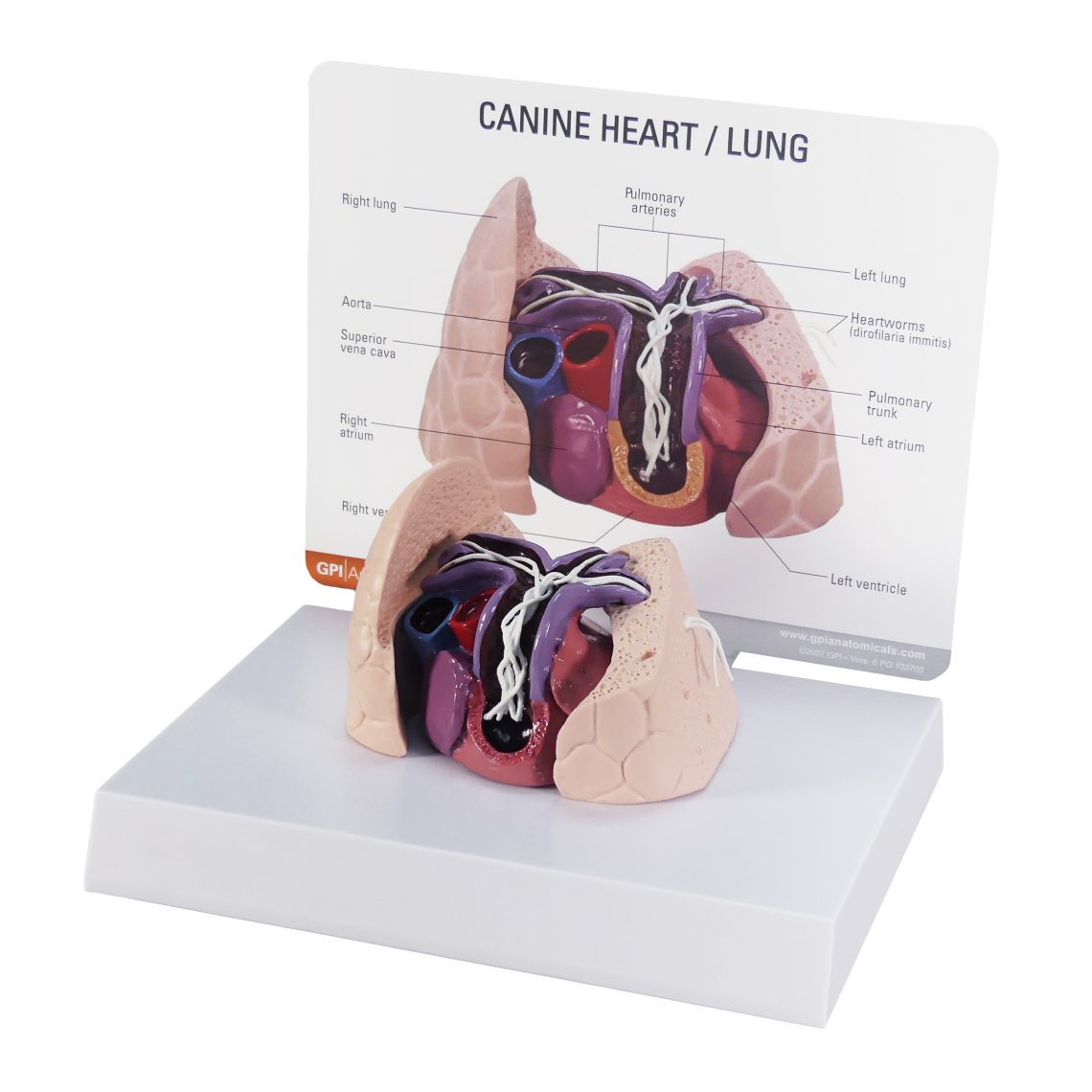 Canine Heart Model with Lungs