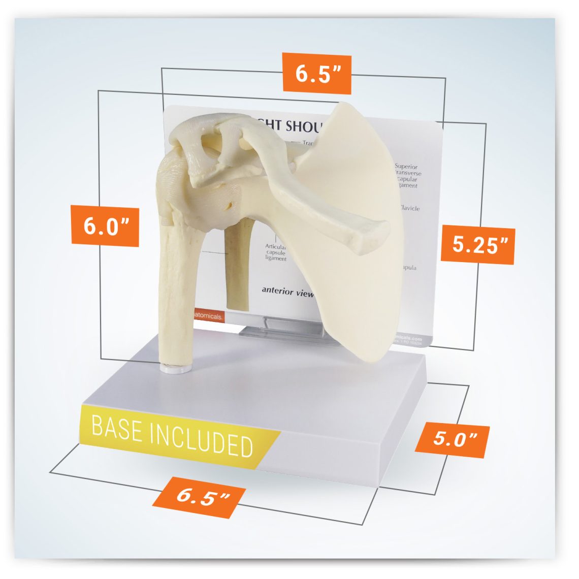 Right Shoulder Model