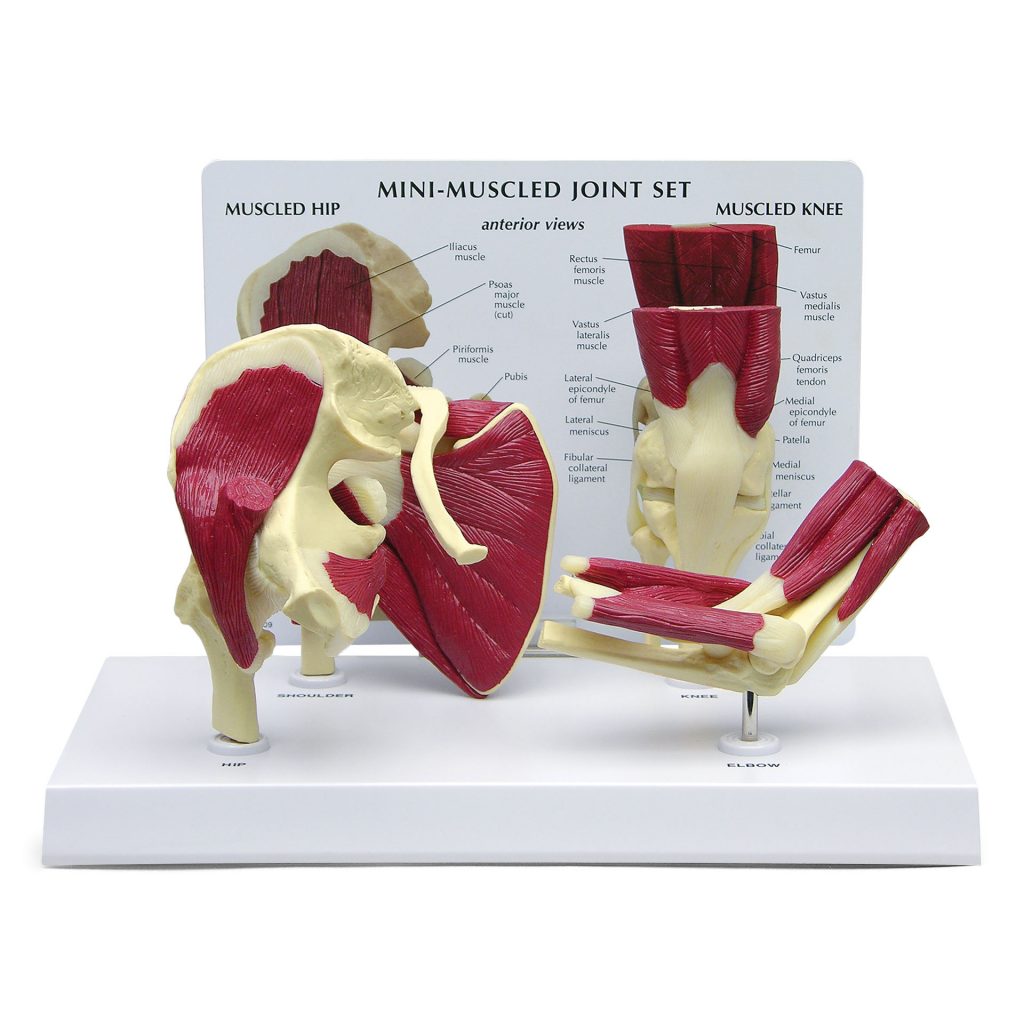 Joint Models & Bone Models