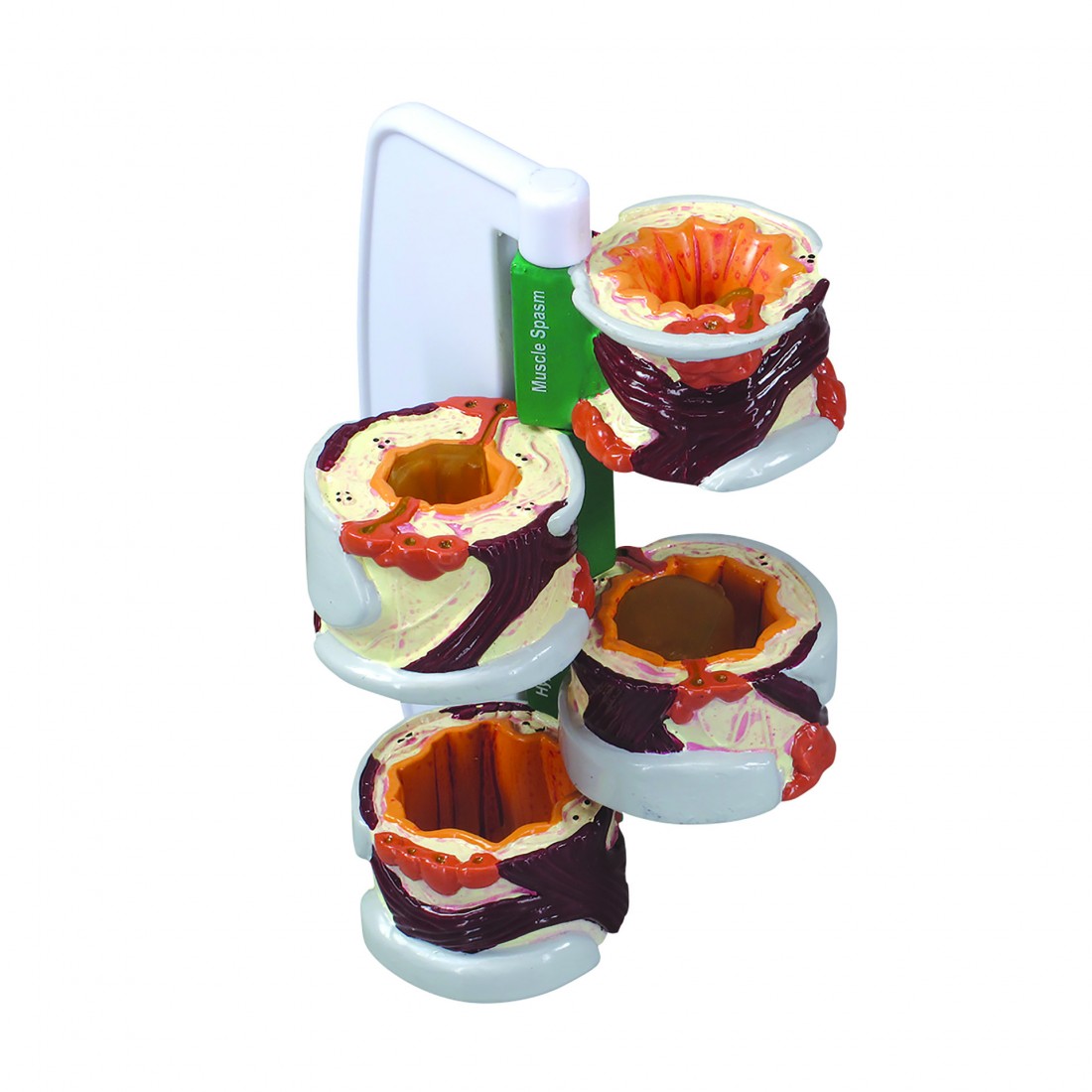 Anatomy Models - GPI Anatomicals