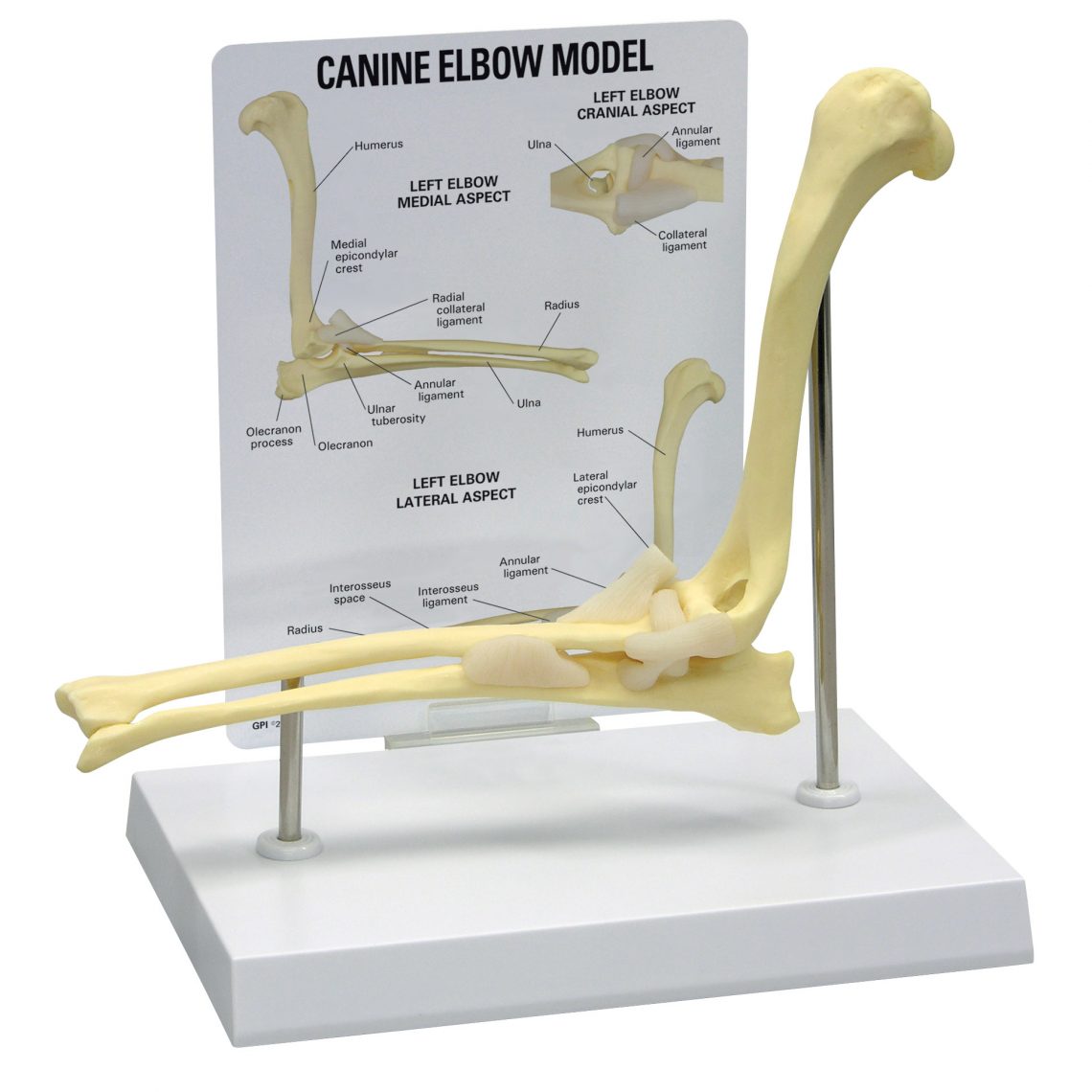 Veterinary Models