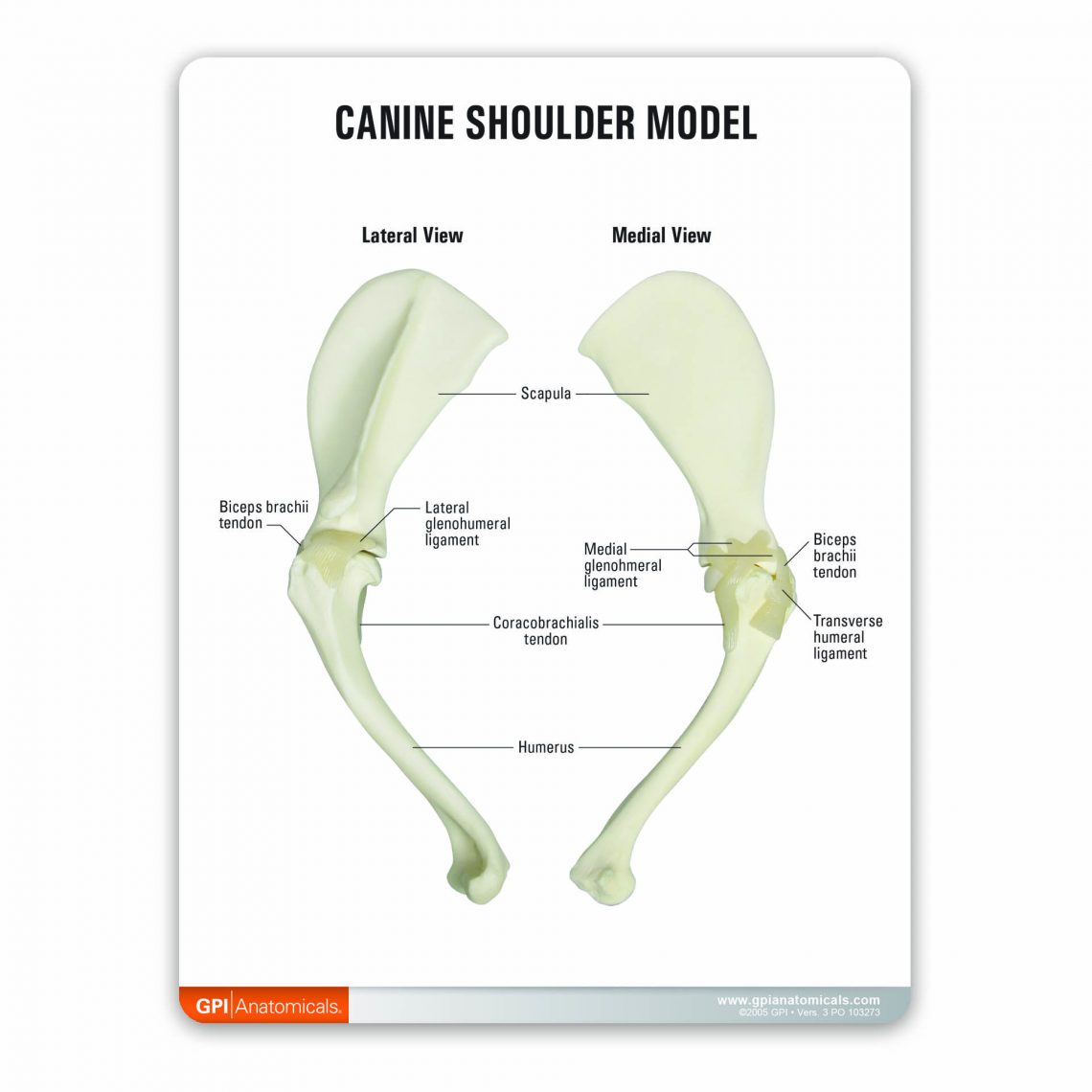Canine Shoulder Model