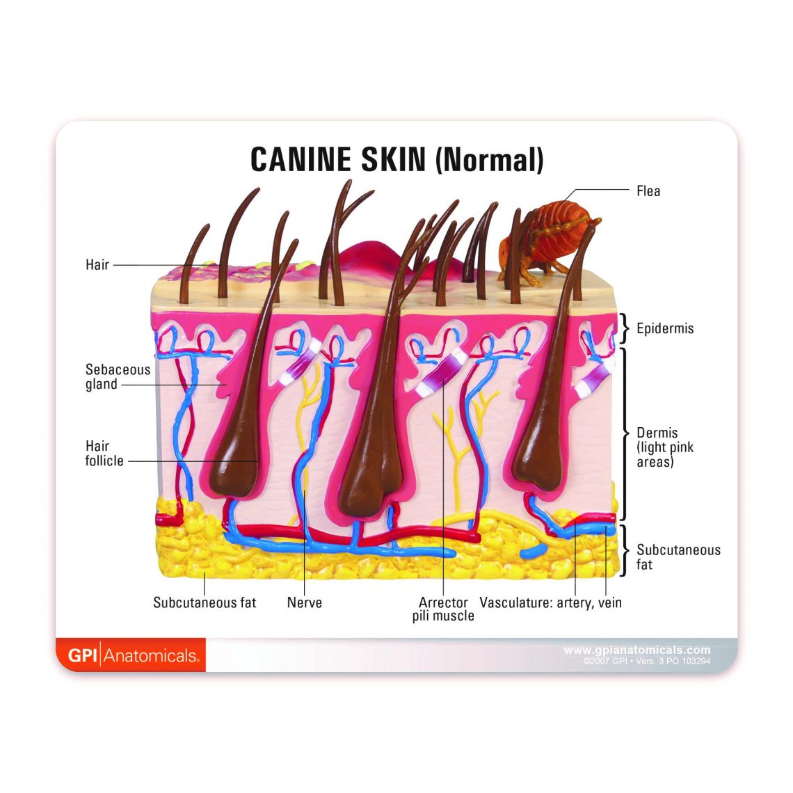 Canine Skin Model