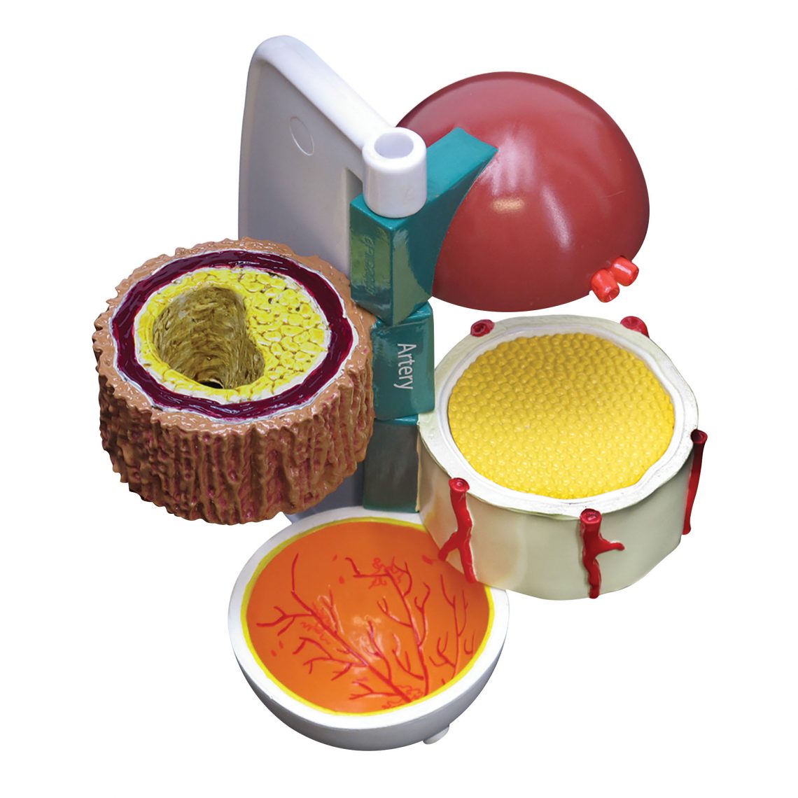 Anatomy Models - GPI Anatomicals