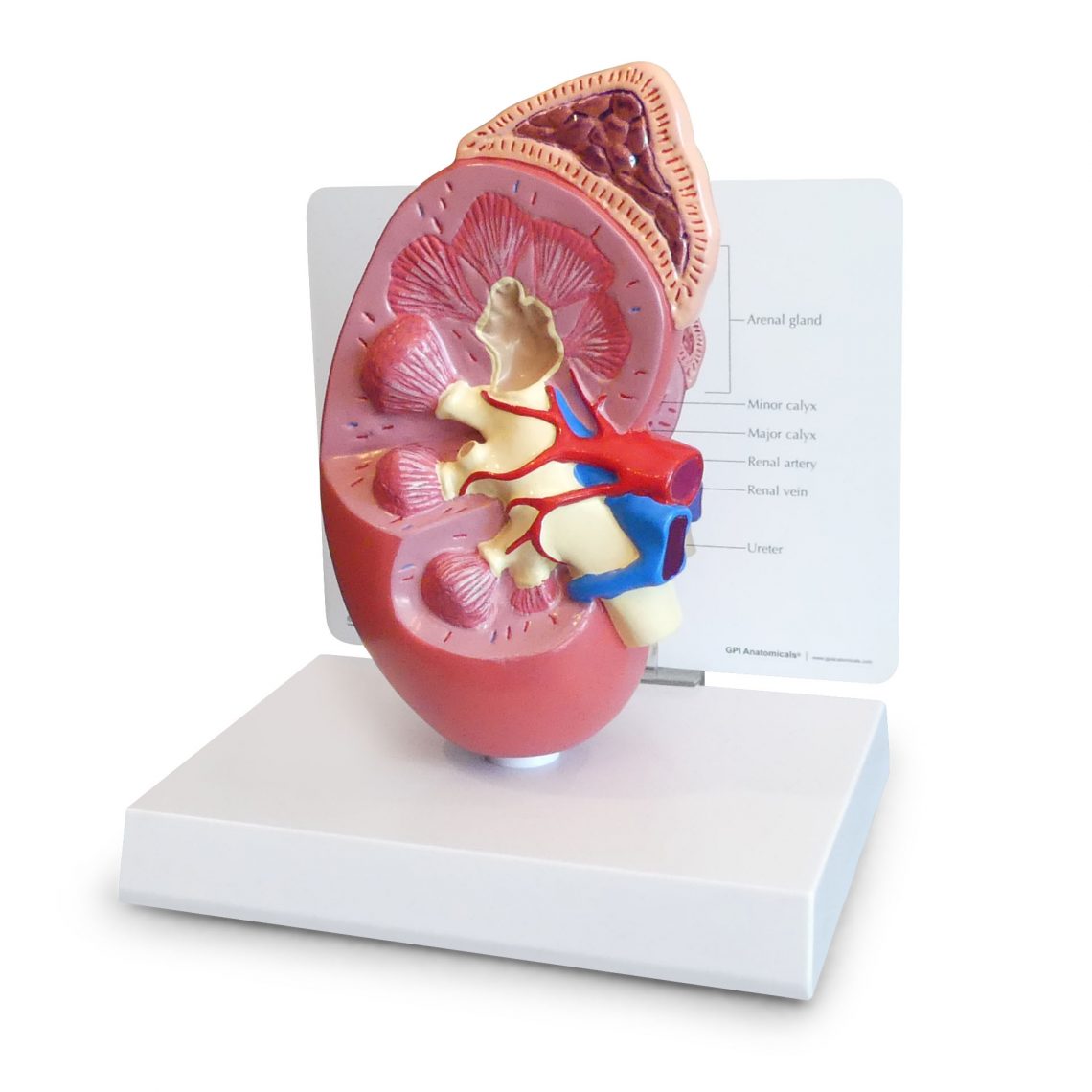 Kidney Normal - Model #3250 - GPI Anatomicals