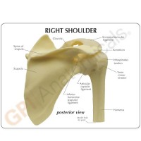 Right Shoulder Model