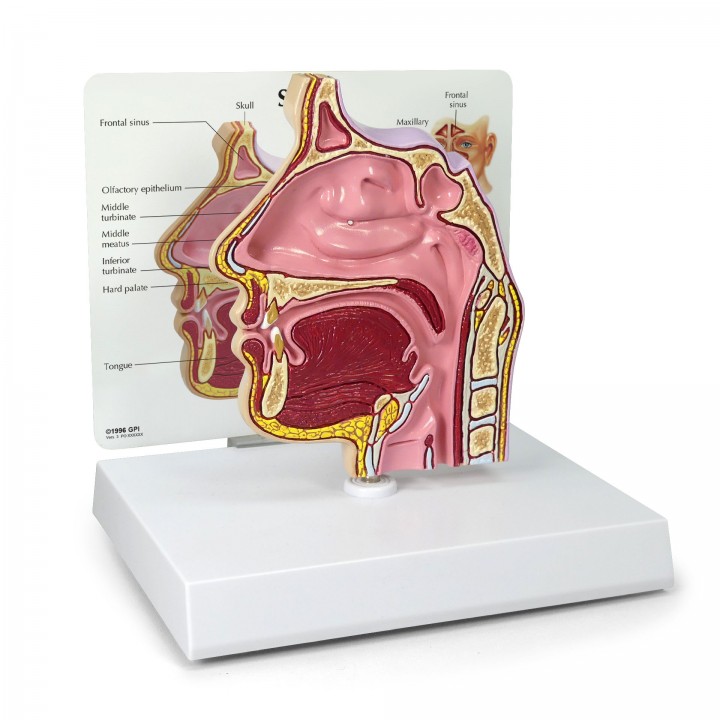 Stock Models - GPI Anatomicals