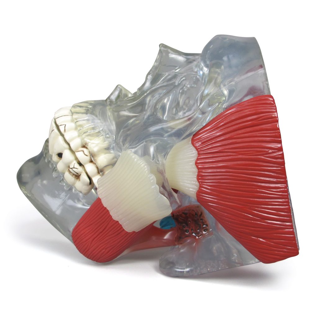 TMJ - Model #2880 - GPI Anatomicals