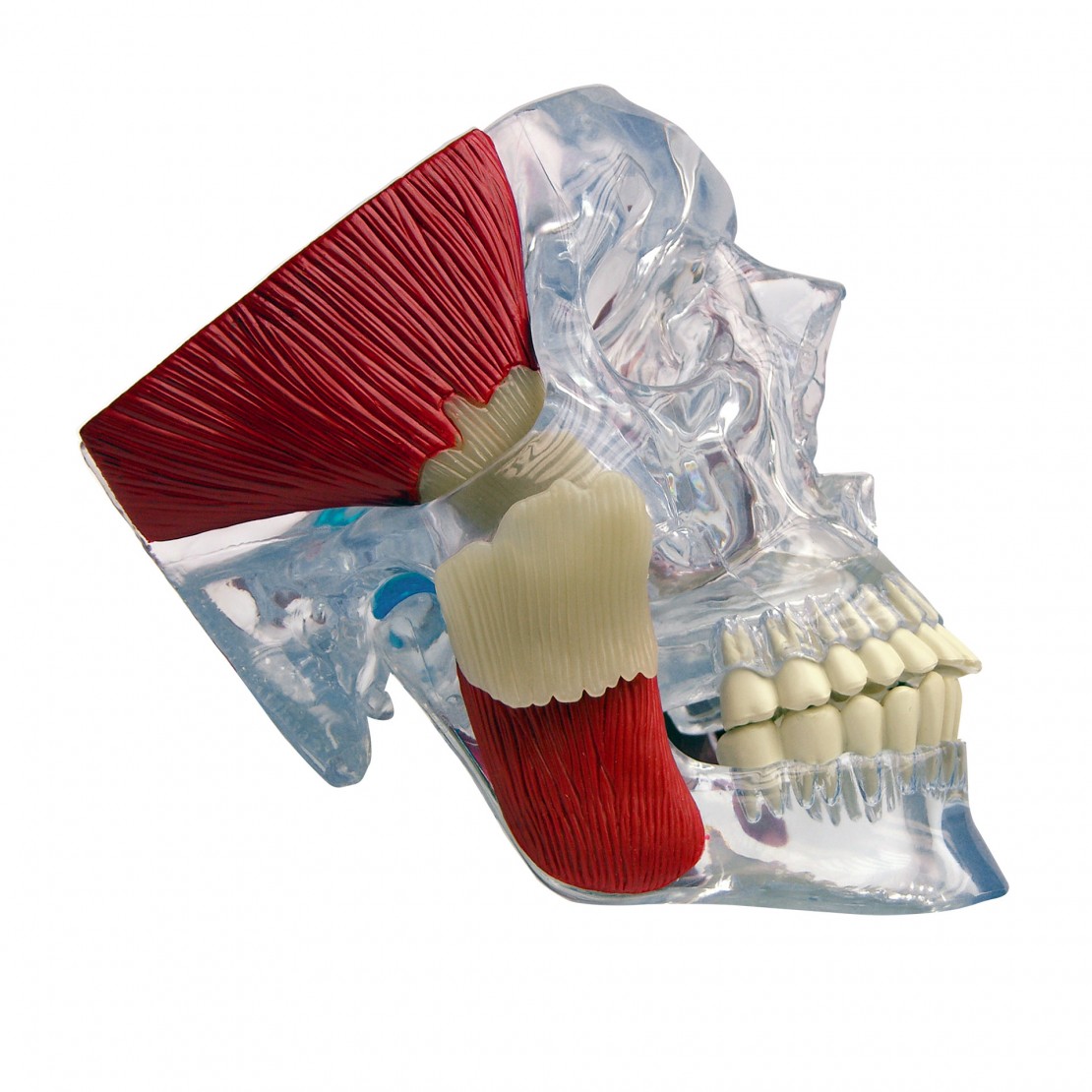 TMJ - Model #2880 - GPI Anatomicals